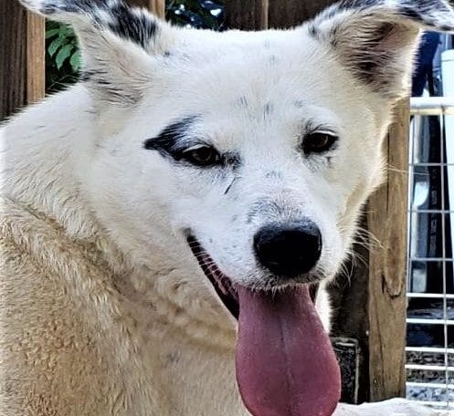 HSEC Pet Of The Week: Meet Jessie! Loves To Snuggle, And Would Love A ...