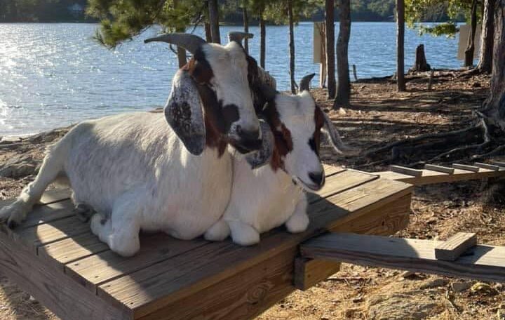 Goats Will Not Return To ‘Goat Island’ Of Lake Martin - Elmore-Autauga News