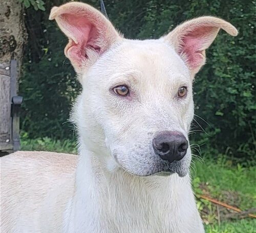 HSEC Pet Of The Week: Meet Fez! Loves People, Playful With Other Dogs ...