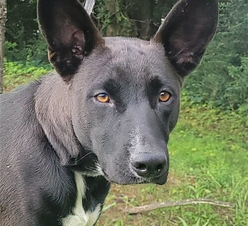 HSEC Pet Of The Week Is Courtney! Super Sweet, Great With Other Dogs ...