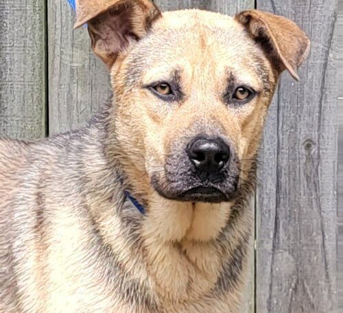 HSEC Pet Of The Week Is Theo! Fun Loving And Happy Guy Is Waiting For ...