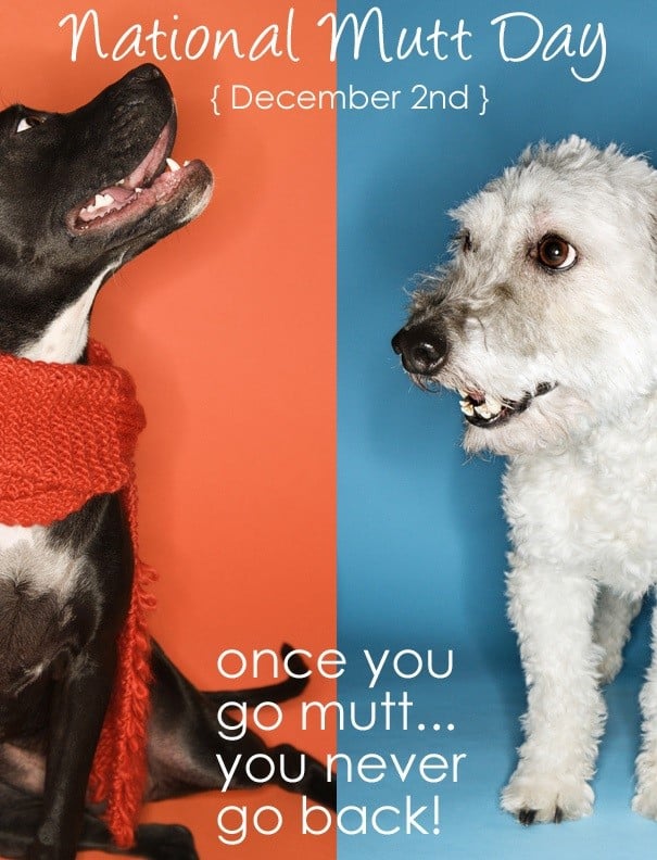 For The Love Of Mutts: National Mutts Day Is Dec. 2 - Elmore-Autauga News