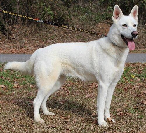 Beautiful Azena Is At PAHS Waiting For Her Home In The New Year ...