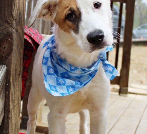 This Lovely Girl, Dream, Is Waiting For Her Forever Home At HSEC ...
