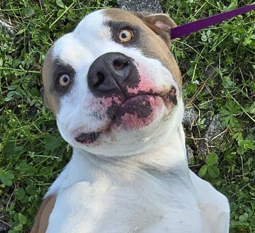 Boudreaux Is A Hound/Great Dane Mix And Waiting For His New Family At ...