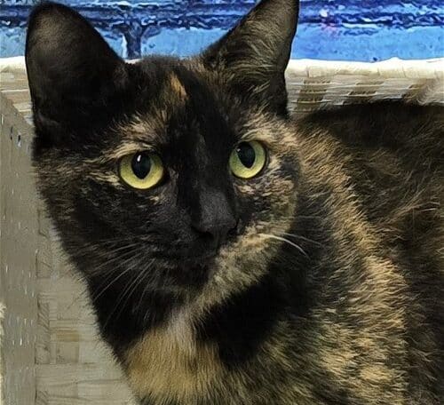 Sisters Serena And Venus Are At HSEC Waiting For A Loving Home - Elmore ...