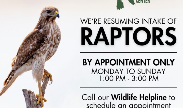 Alabama Wildlife Center Now Offering Care To Injured Raptors - Elmore ...