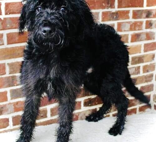 Liam Is The PAHS Pet Of The Week! He Needs A Loyal Owner - Elmore ...