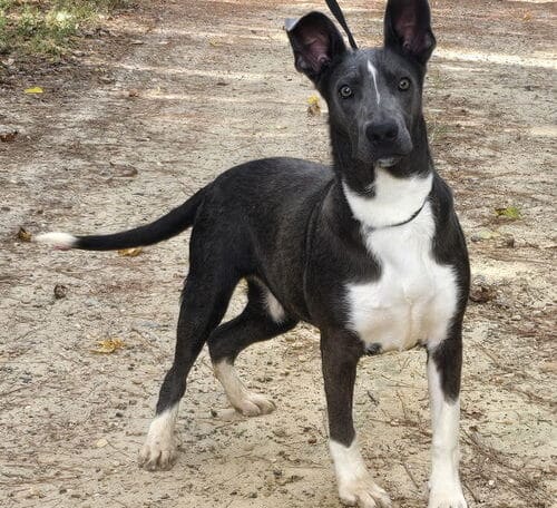 Peeta Is Waiting At HSEC For His Forever Home! - Elmore-Autauga News