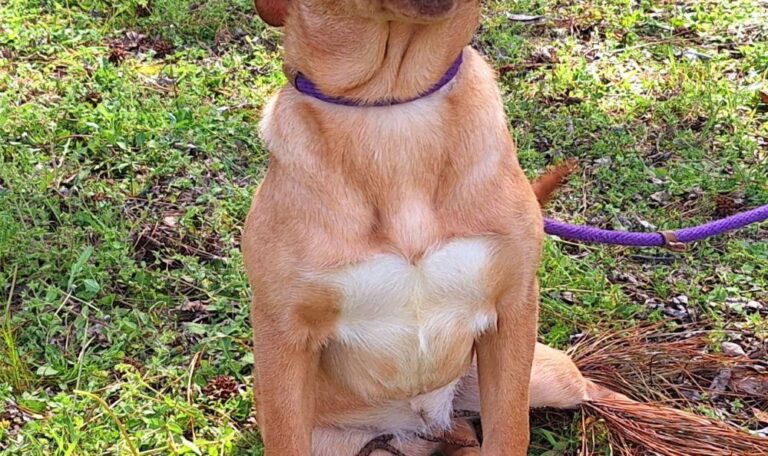 Dory Is Waiting At HSEC For Her New Family; What A Personality ...