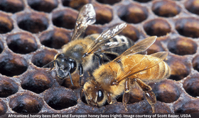 Africanized Honeybees Detected In Alabama: What You Should Know ...