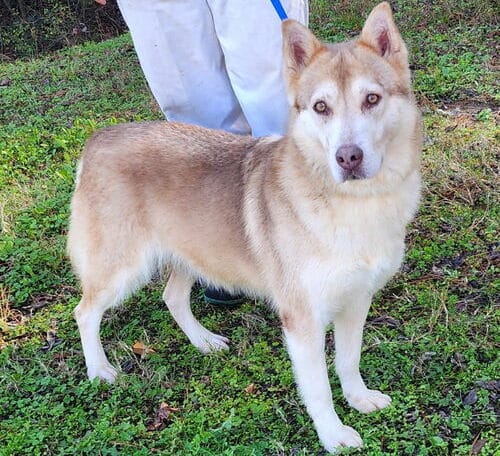 Punkin Is Sweet And Playful! - Elmore-Autauga News
