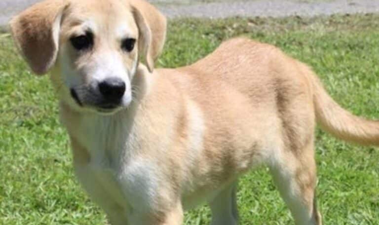 Friendly Lab Mix Bambi Available For Adoption, Ideal Companion For Kids ...